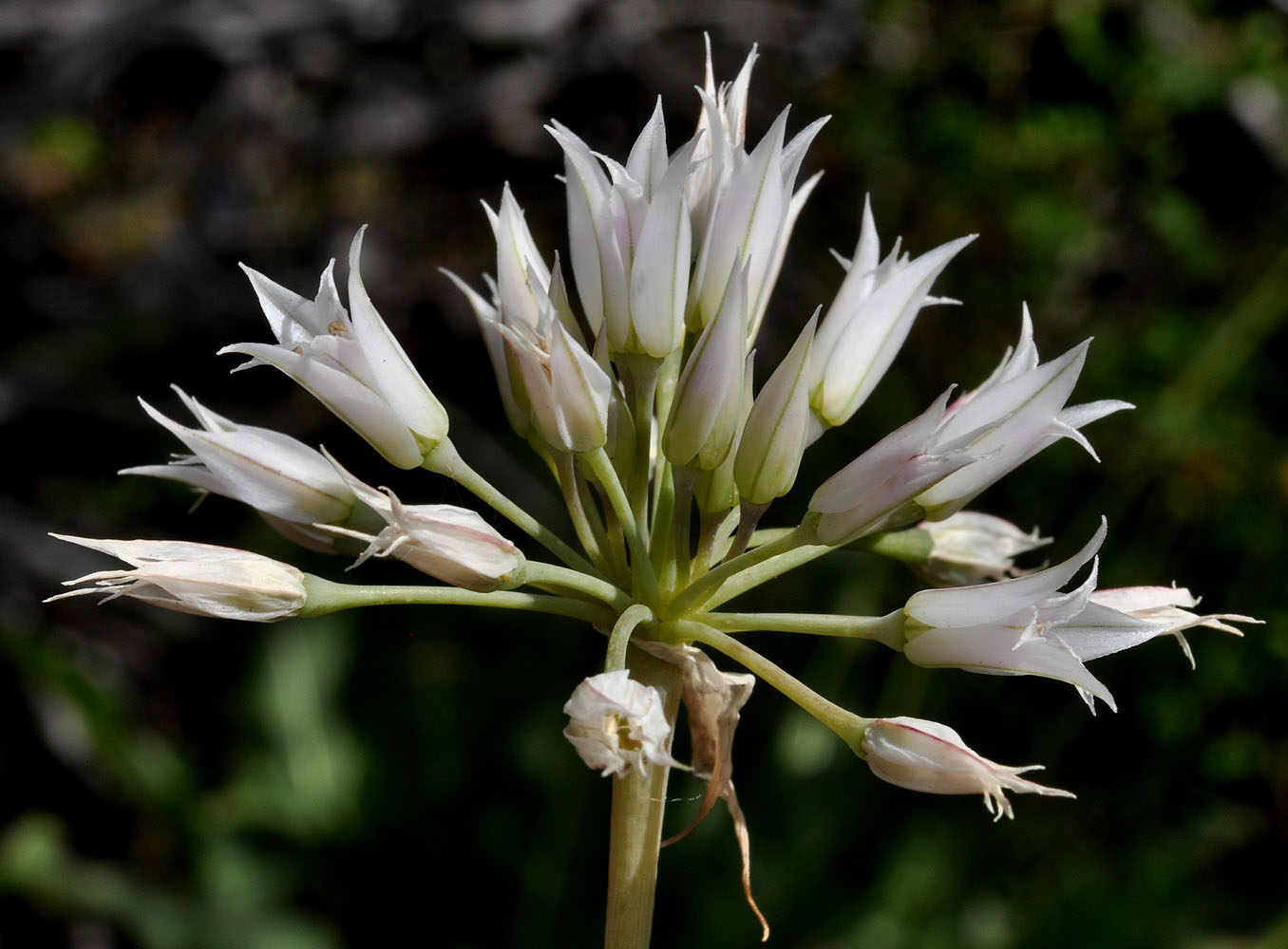Allium acuminatum