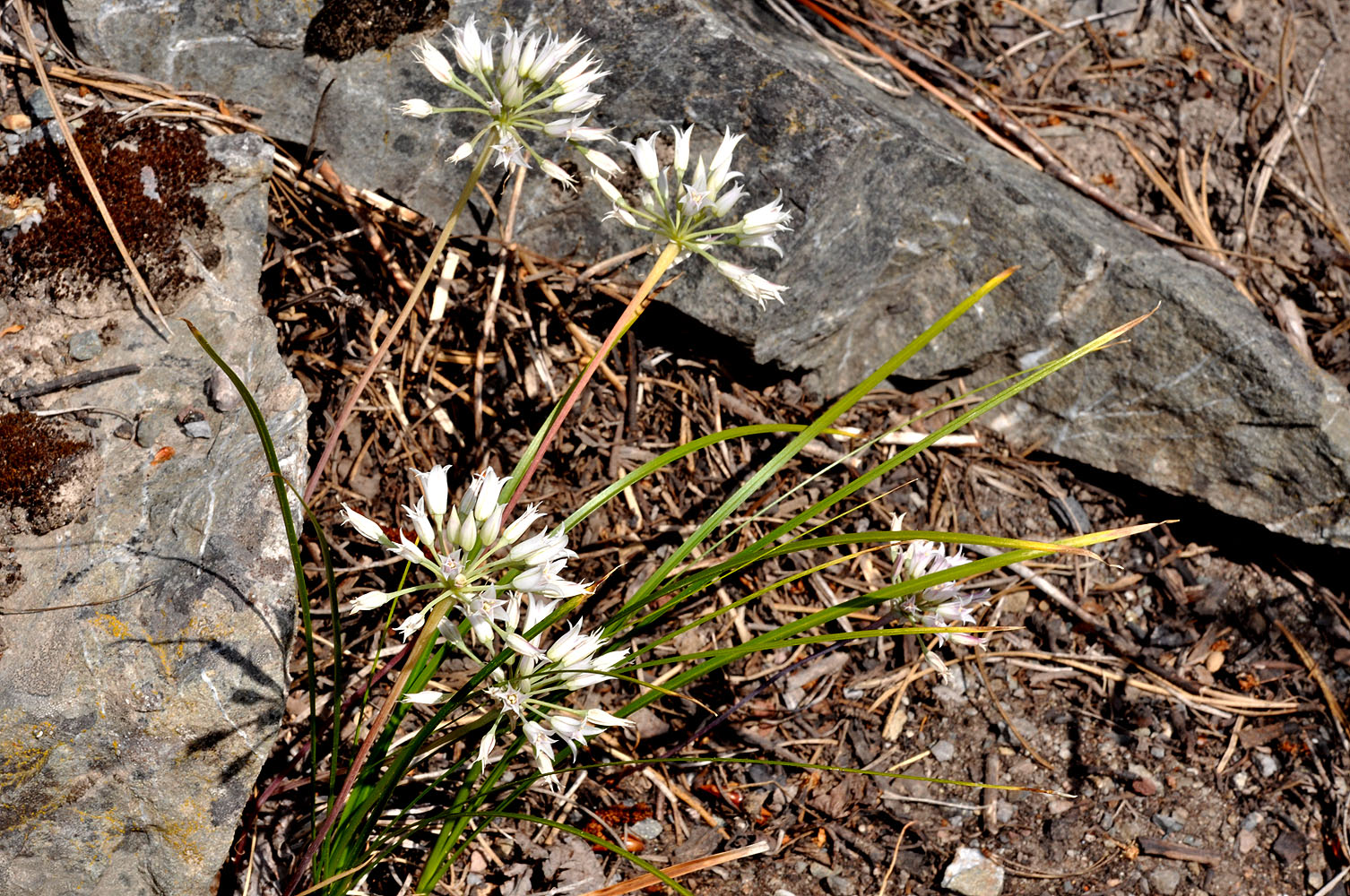 Allium acuminatum