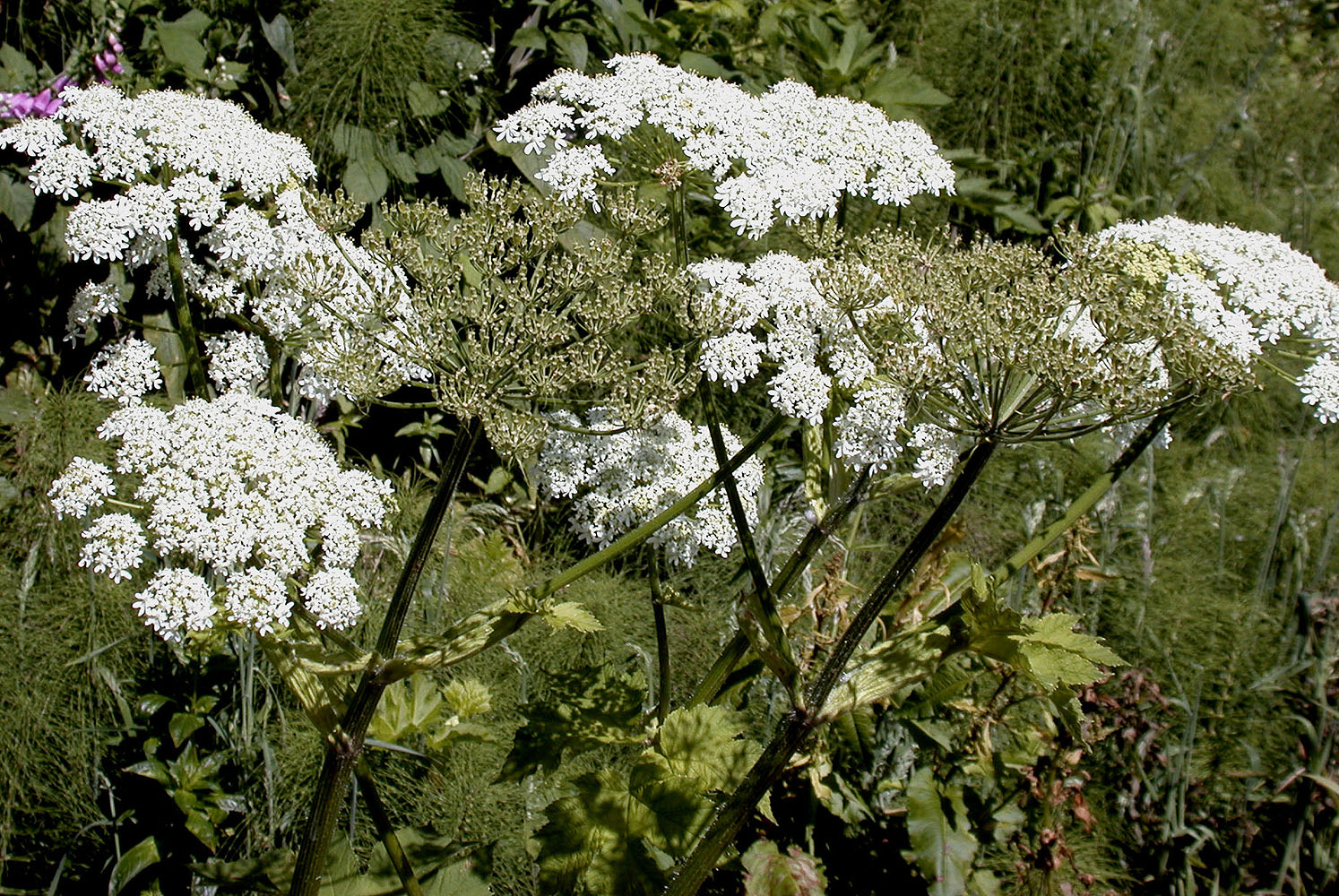 Heracleum maximum