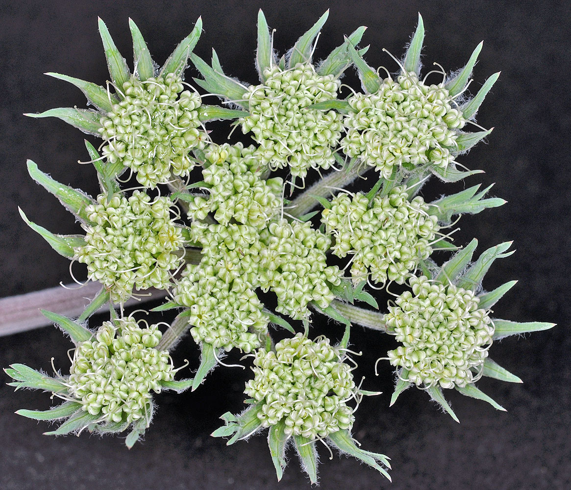 Lomatium macrocarpum