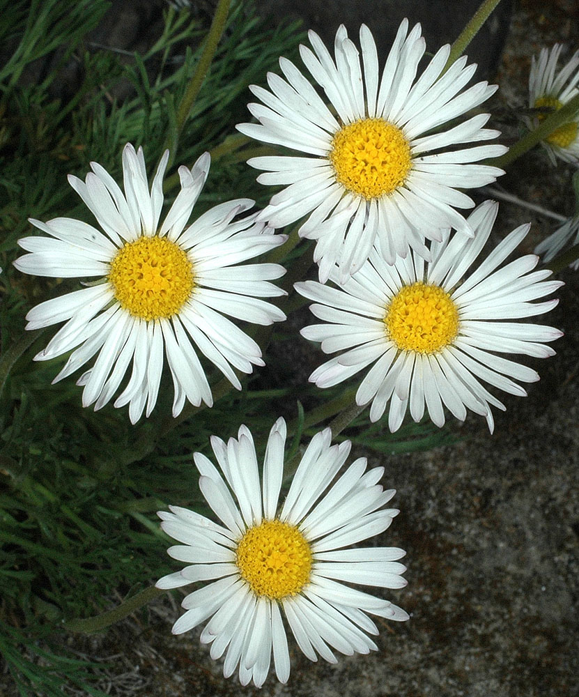 Erigeron compositus