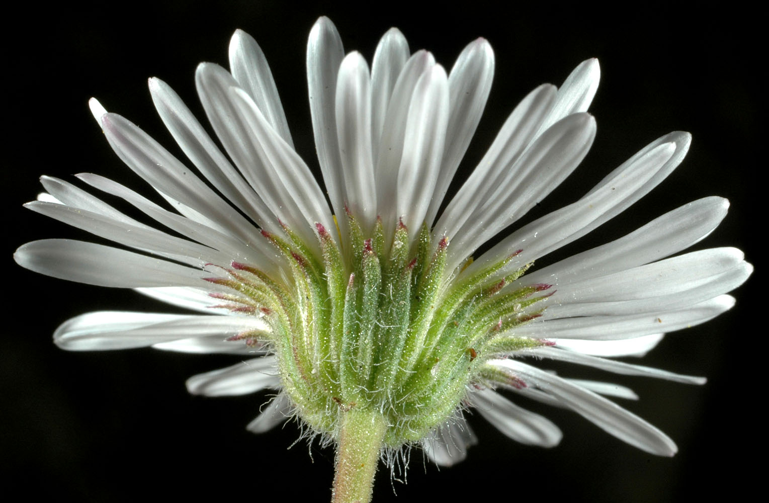 Erigeron compositus