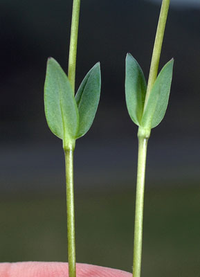 Holosteum umbellatum