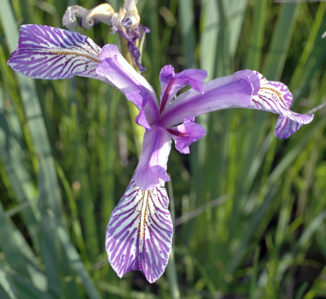 Iris missouriensis