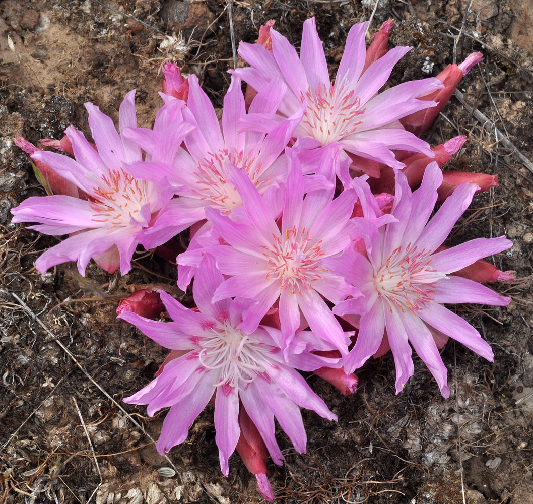 Lewisia rediviva