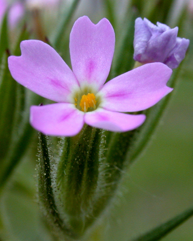 Microsteris gracilis