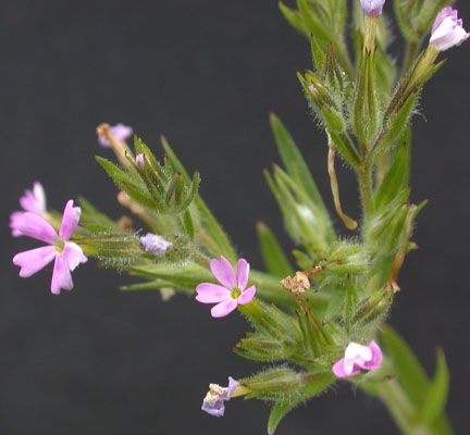 Microsteris gracilis