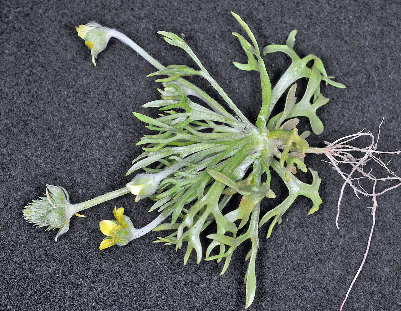 Ceratocephala testiculata