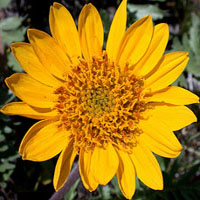 Turnbull Flora Index