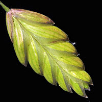 Turnbull Flora Index