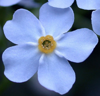 Turnbull Flora Index