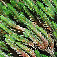 Turnbull Flora Index