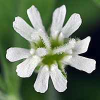 TurnbullFloraIndexDiFam